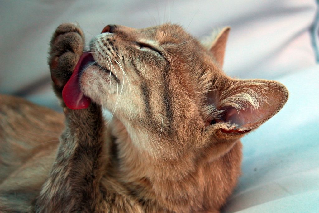 Cat Grooming Tips CatSmart Singapore Cat Grooming Tips CatSmart Singapore
